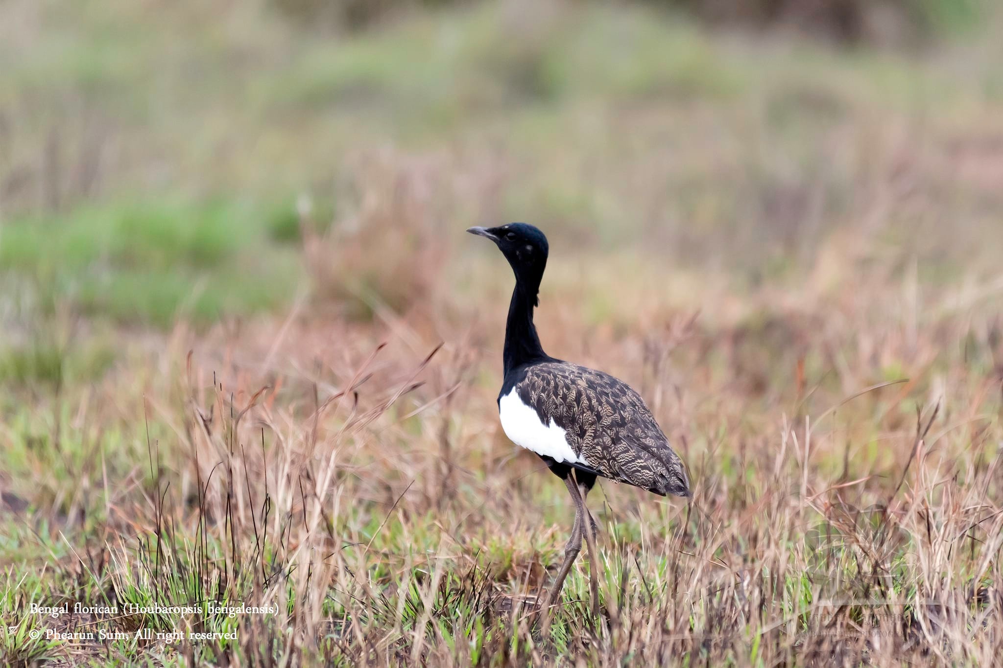 Bengal Florican