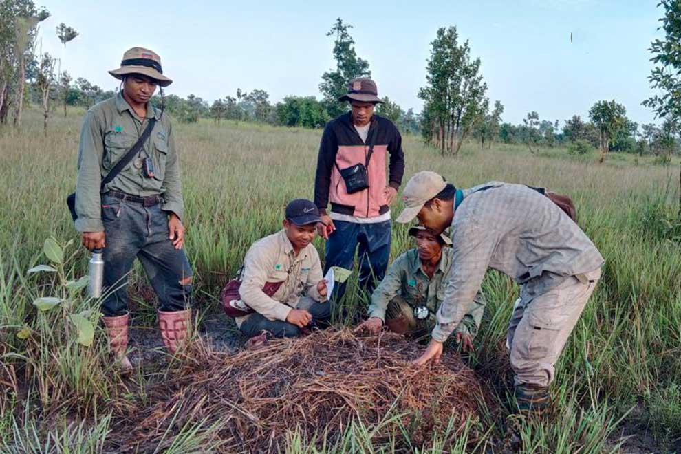 Rare sarus cranes hatch in Keo Seima sanctuary | Phnom Penh Post