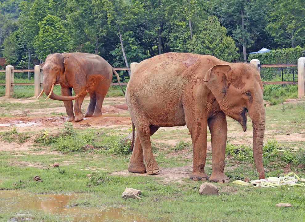 Elephants ‘will suffer’ in Japan zoo | Phnom Penh Post