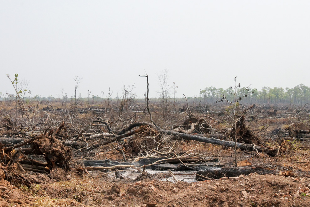 ‘Edge effects’ harming forests | Phnom Penh Post