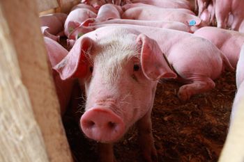 Mong Reththy Group aims for one million pigs per year by 2015 | Phnom ...