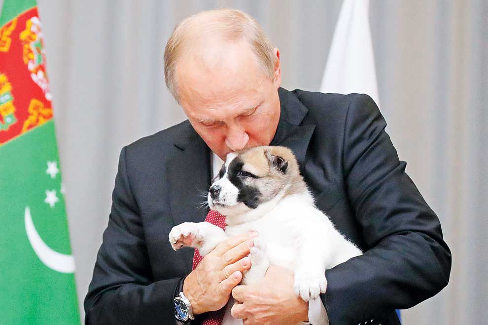 Top dog: Turkmen breed rivals horse for affection | Phnom Penh Post