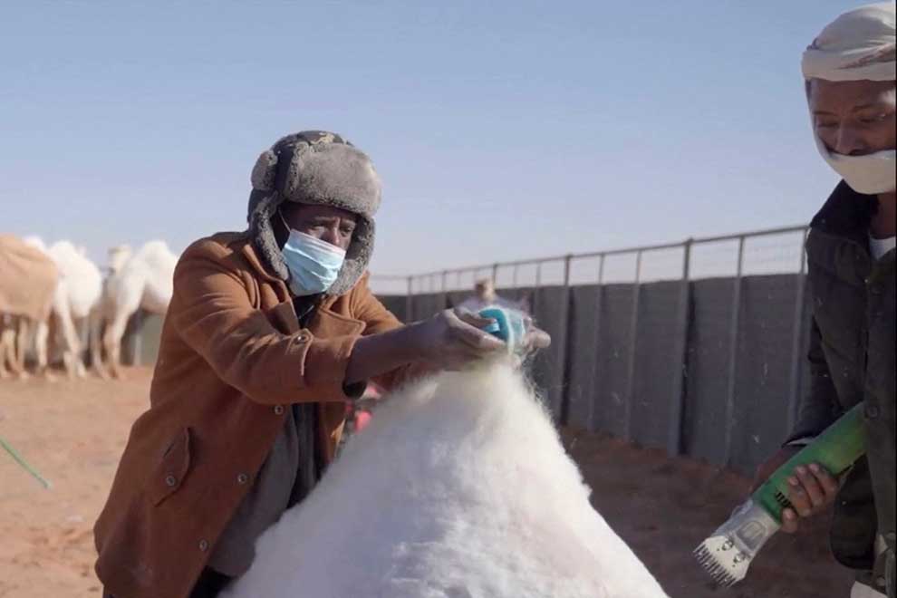 The Phnom Penh Post | Hot milk and grooming for camels at Saudi luxury ...